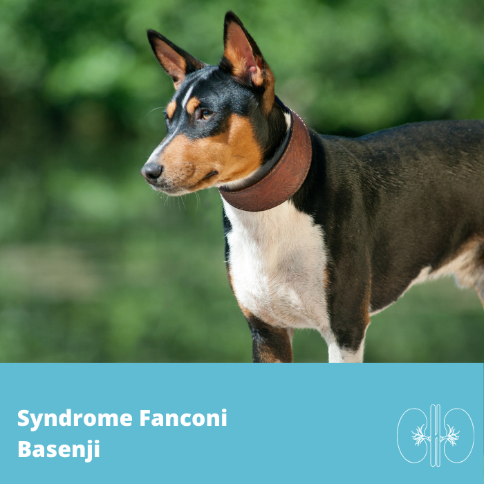 Syndrome De Fanconi (Basenji, Gène FAN1) | Bêtagène