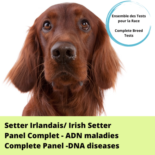 Panel - Setter Irlandais | Bêtagène