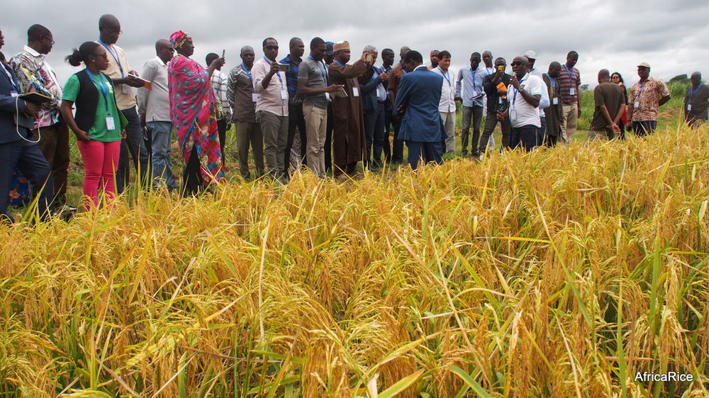 AfricaRice hybrid rice varieties spark seed companies’ interest in Africa