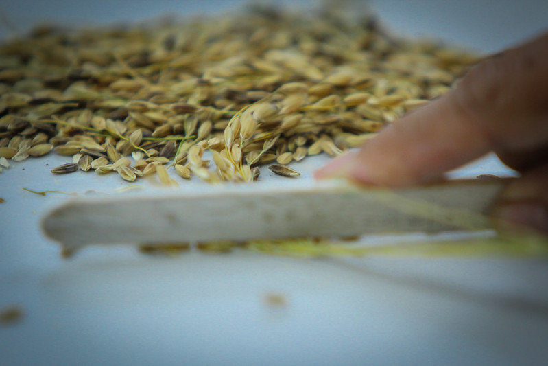 IRRI and AfricaRice team awarded prestigious Milken-Motsepe Prize for ...