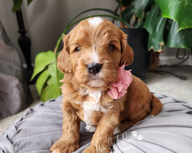cavapoo puppies light brown
