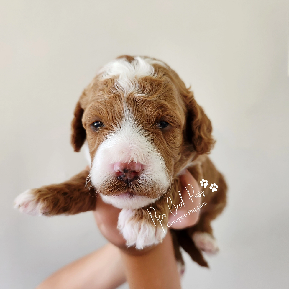 Cavapoo Puppies | Pipe Creek Paws