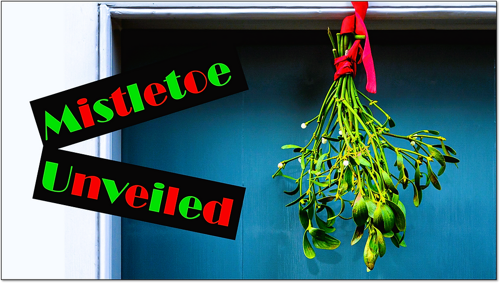 Mistletoe Unveiled