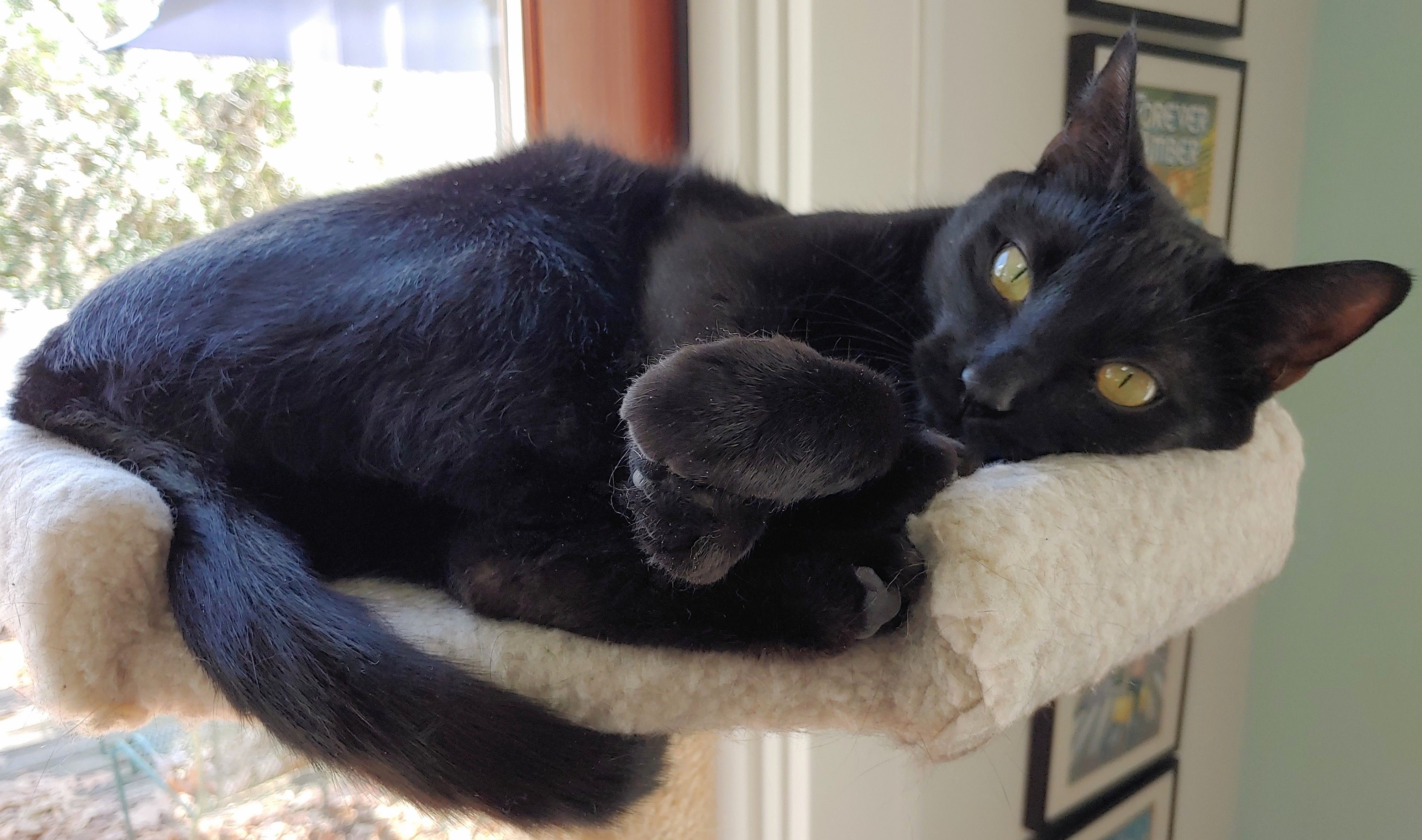 PurrPals Cat Sitting | Richmond, VA