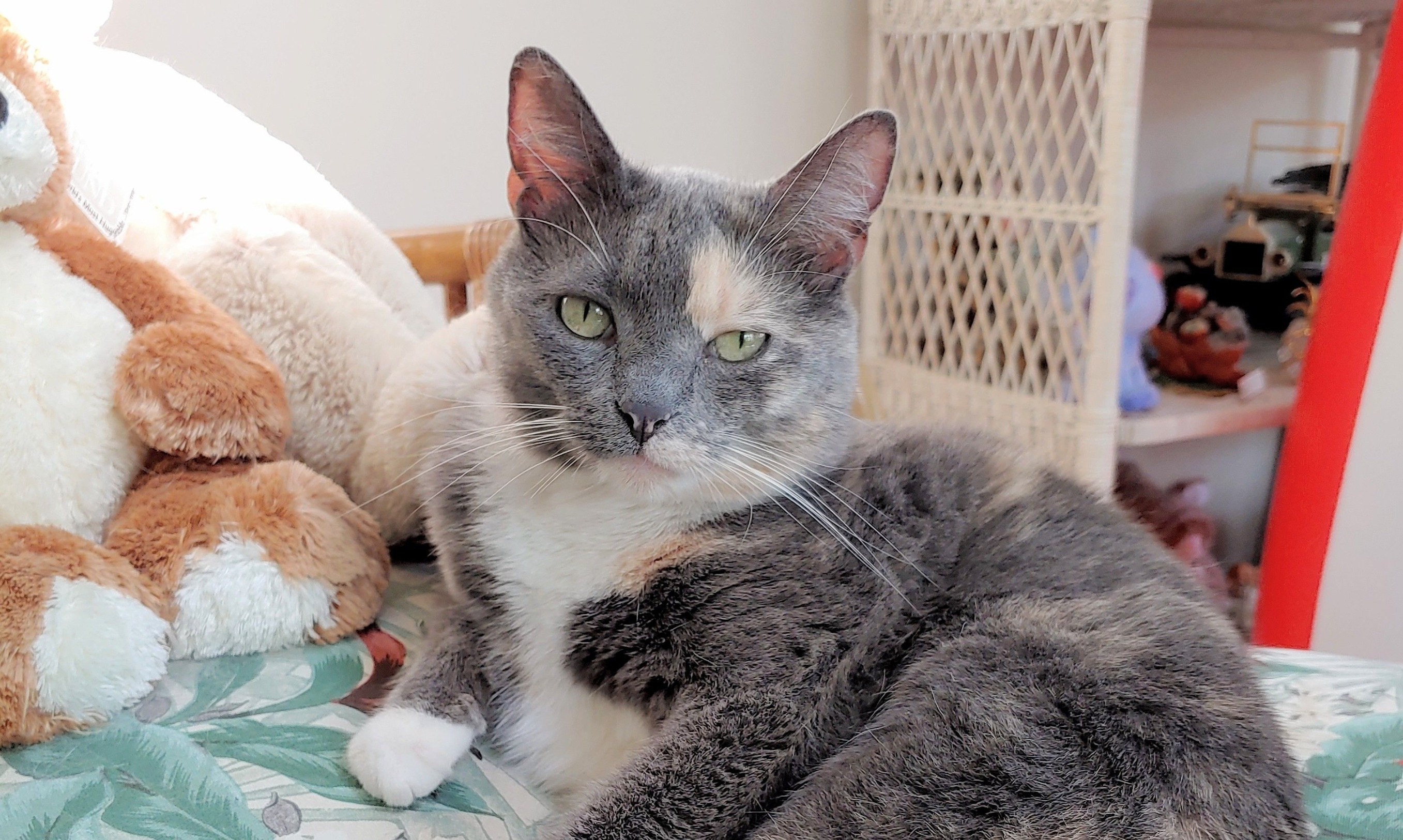 PurrPals Cat Sitting | Richmond, VA