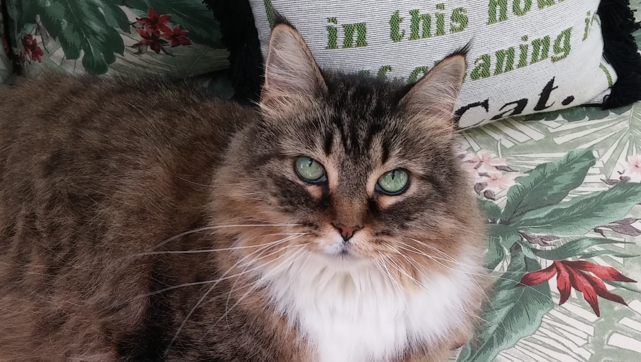 PurrPals Cat Sitting | Richmond, VA