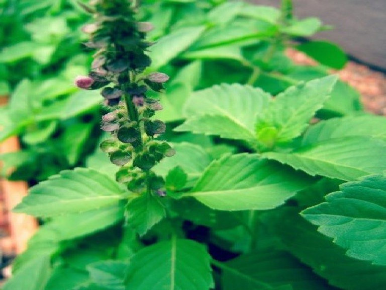 Holy Basil (Tulsi) – The Adaptogen for Stress Relief