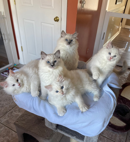 HOME | Ragdolls Reign