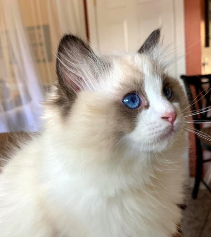 HOME | Ragdolls Reign