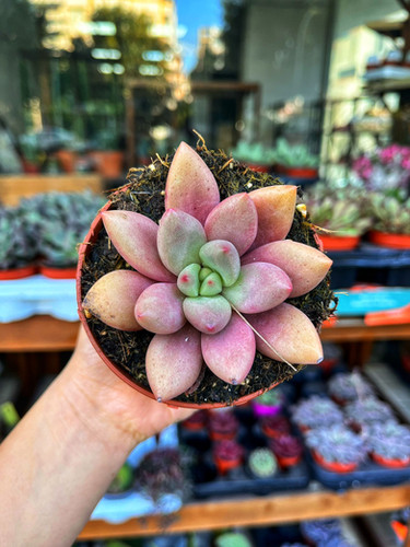 Graptoveria Pink Donna 9 CM | En Uygun ve En Göz Alıcı