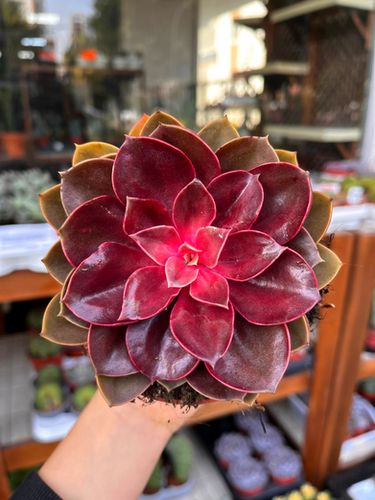 Echeveria Red Ruby 10.5 CM | MEKA Botanik