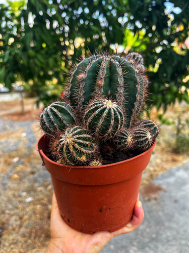 Echinopsis Hakujo Maru - Bol Yavrulu 13 CM | MEKA Botanik