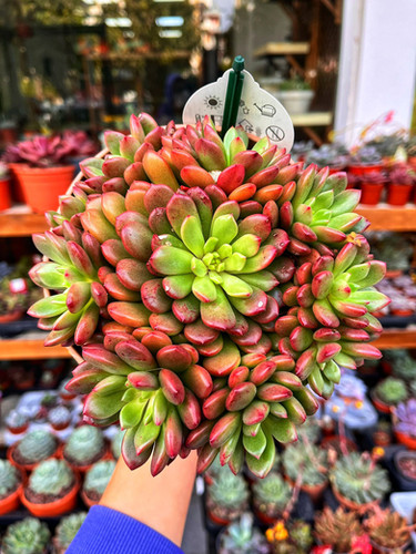 Graptoveria Pink Ruby 15 CM | MEKA Botanik