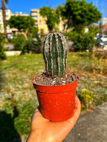 Echinopsis Haku-jo Maru - Tertemiz Formda 8.5 CM | MEKA Botanik