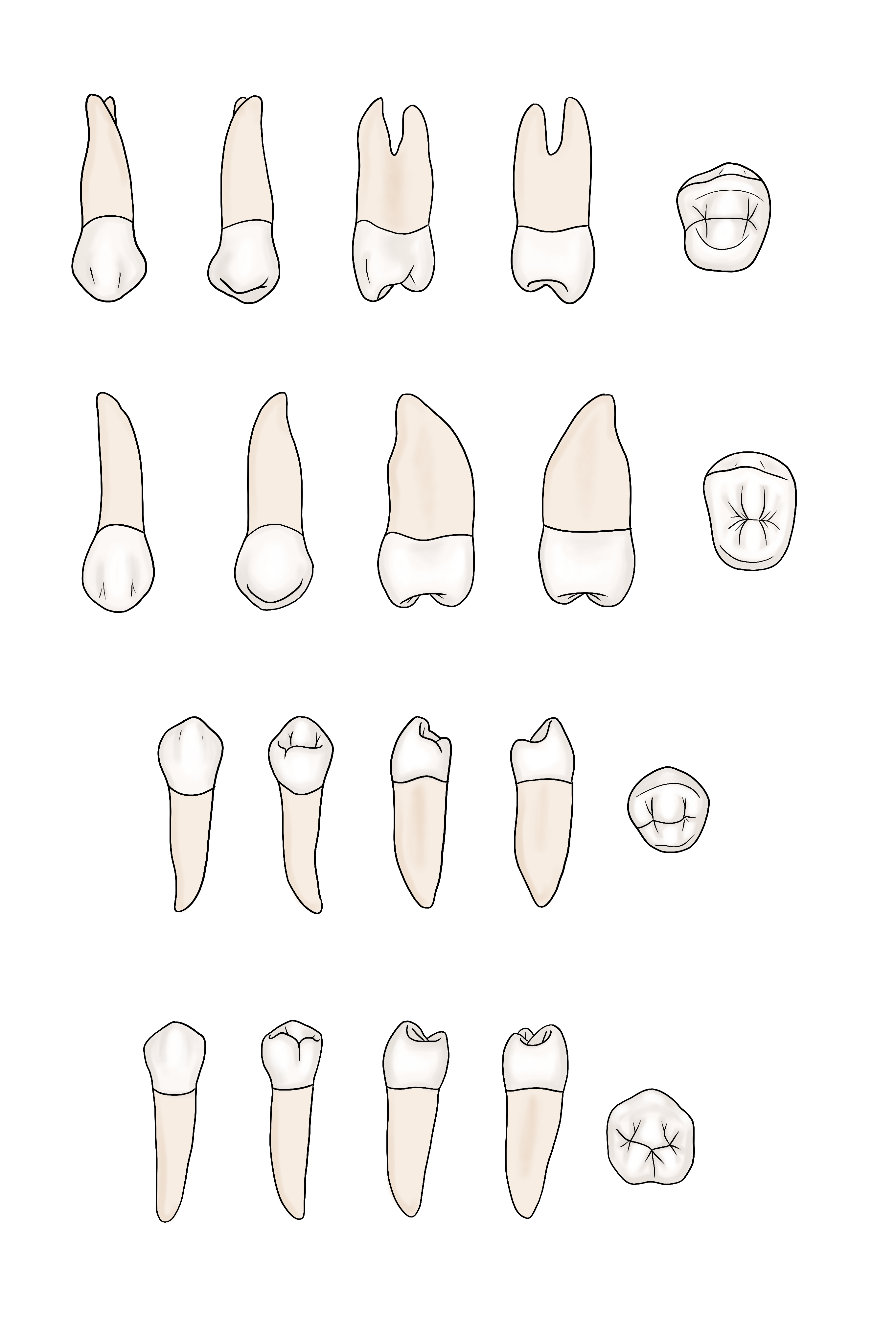 Premolars 3D Modules