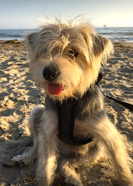 Cat and Dog Adoptions | Spark Rescue | Santa Barbara