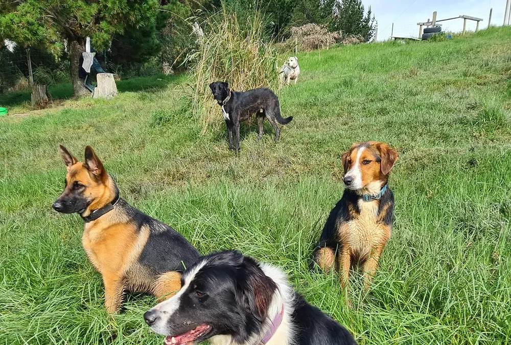 Benefits of Outdoor Dog Daycare