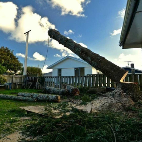 Urban Arborists | Arborists | Auckland, New Zealand