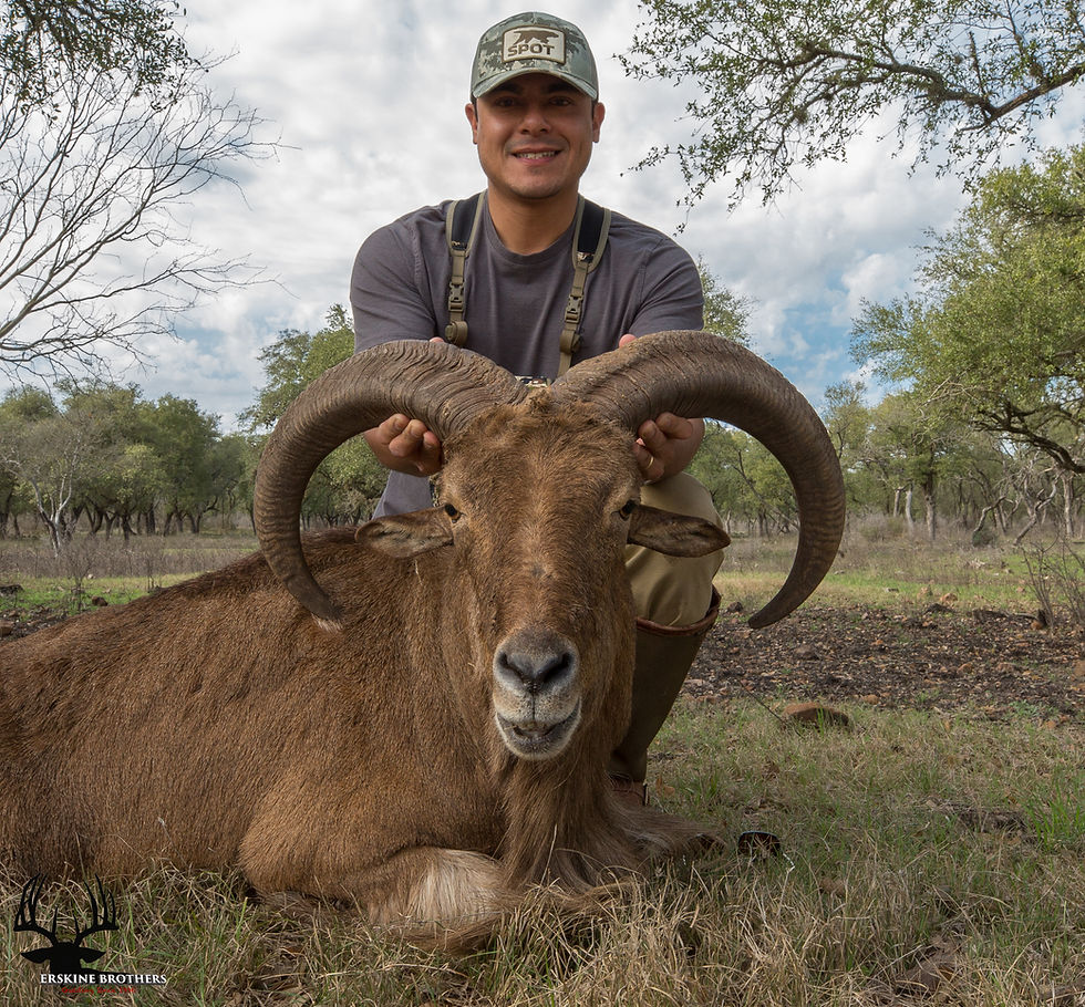 AOUDAD | erskinebrothers