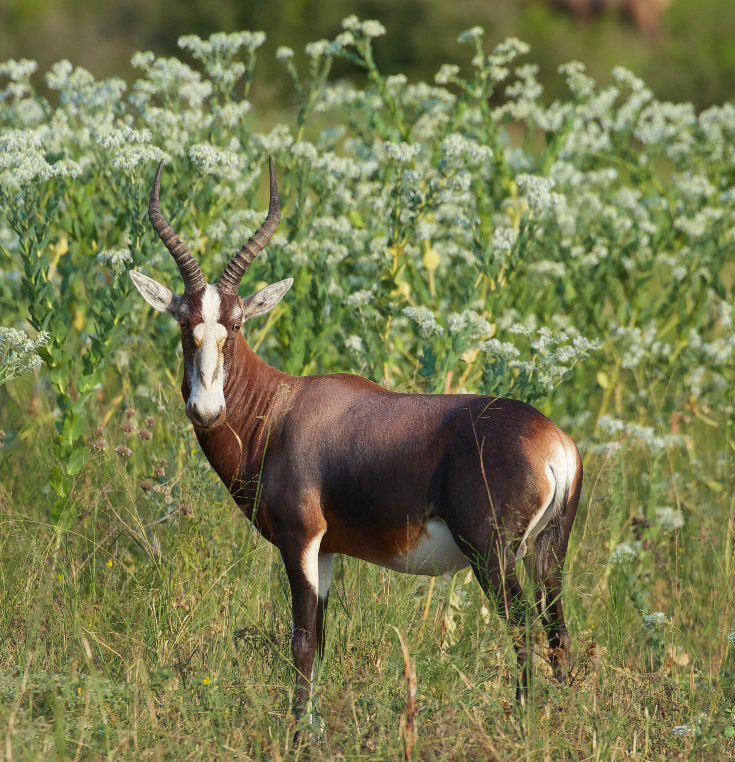 BLESBOK | erskinebrothers