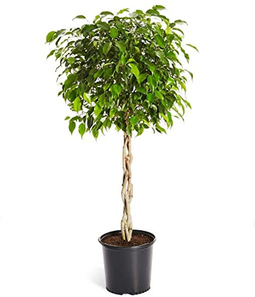 Introducing the Studio Plant