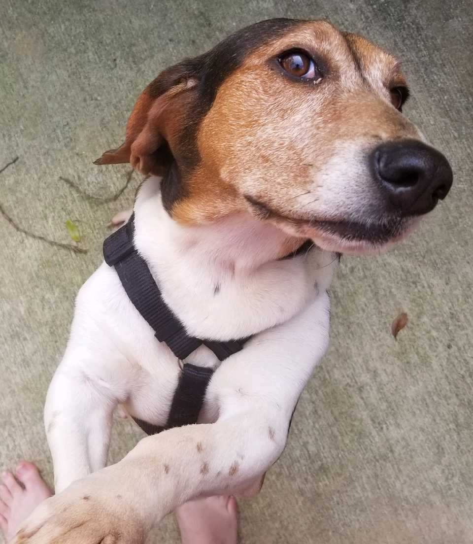 Basset Hound Rescue of Alabama Adopt
