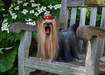 JaLa Yorkshire Terriers | Yorkie Puppies for sale | Indiana, USA