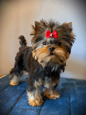 AKC Yorkie Puppies for sale In Indiana| JaLa Yorkshire Terriers