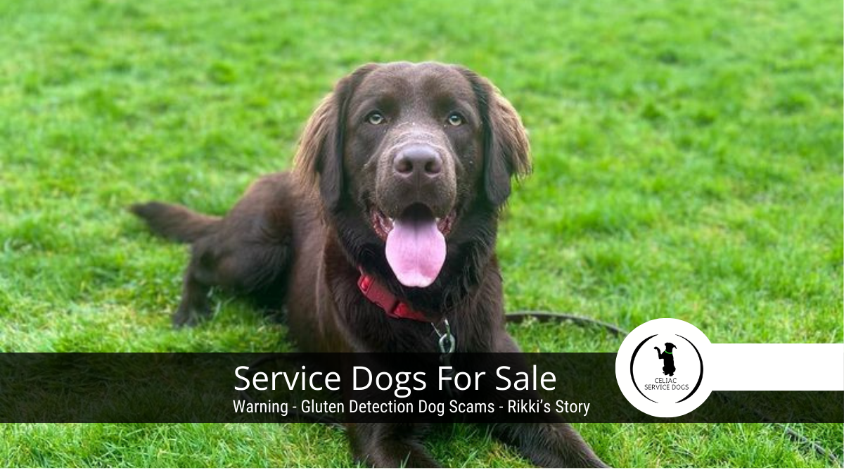 Service Dogs for Sale: Warning Gluten Detection Dog Scams