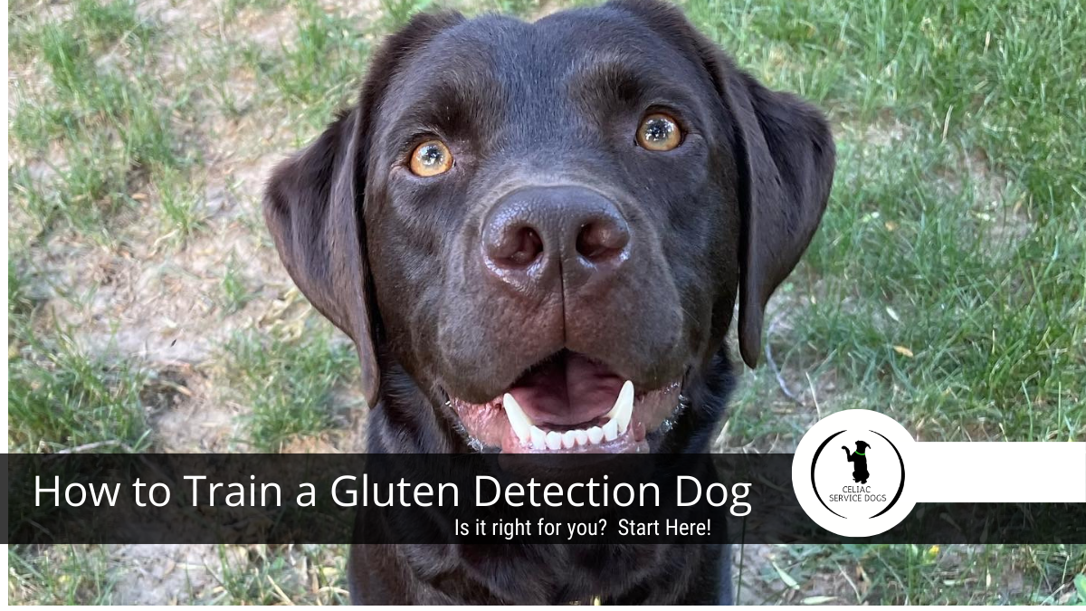How to Train a Gluten Detection Service Dog: Is it right for you? Start ...