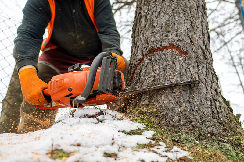 Fell a Tree with a Chainsaw