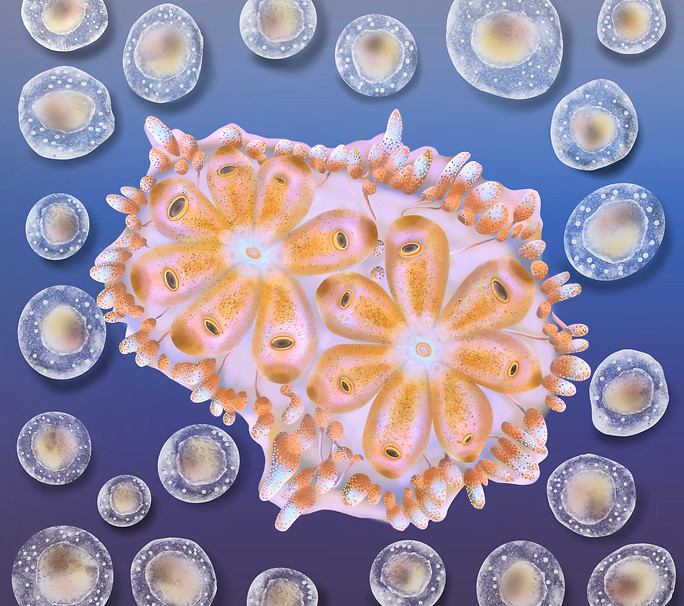 Scientific illustrations | Oshrat Ben Hamo | Haifa