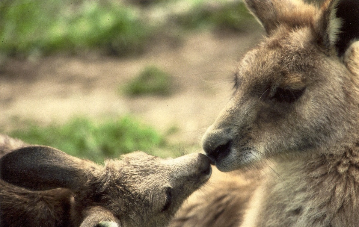 Home | Phillip Island Wildlife Park