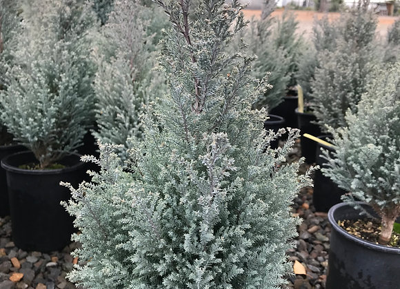 Chamaecyparis lawsoniana 'Blue Surprise' | youngbloodnursery