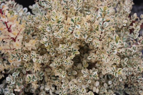 Myrsine africana 'Scarlett Marglin' | youngbloodnursery
