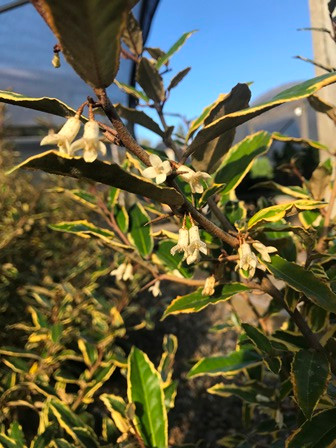 Elaeagnus pungens 'Hosoba Fukurin' | youngbloodnursery