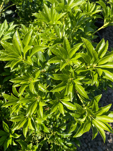 Pieris japonica 'Historyland Supreme' | youngbloodnursery