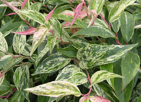 Leucothoe fontanesiana 'Rainbow' | youngbloodnursery