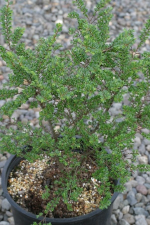 Ulmus parvifolia 'Seiju' | youngbloodnursery