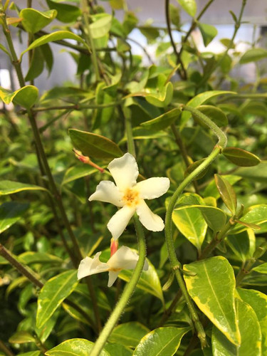 Trachelospermum asiaticum 'Shirofu Chirimen' | youngbloodnursery