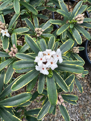 Daphne x 'Splash' | youngbloodnursery