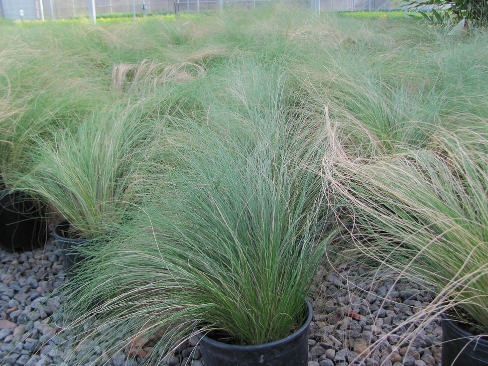 Nassella tenuissima | youngbloodnursery