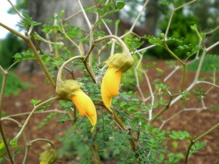 Sophora prostrata 'Little Baby' | youngbloodnursery