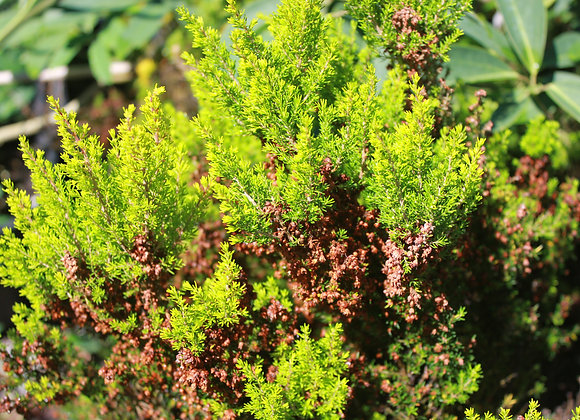 Erica arborea 'Estrella Gold' | youngbloodnursery