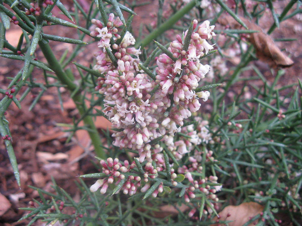 Colletia hystrix | youngbloodnursery