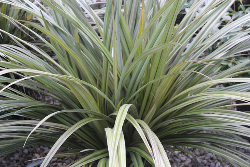 Phormium tenax 'Surfer Green' | youngbloodnursery