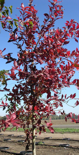 Nyssa sylvatica | youngbloodnursery