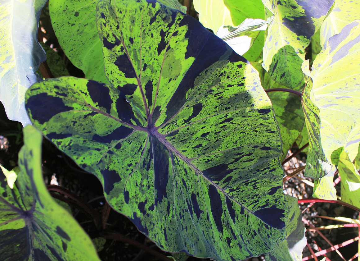 Colocasia esculenta 'Mojito' | youngbloodnursery