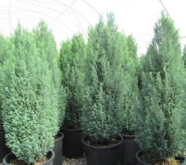 Chamaecyparis lawsoniana 'Ellwood's Pygmy' | youngbloodnursery