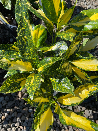 Aucuba japonica 'Picturata' | youngbloodnursery